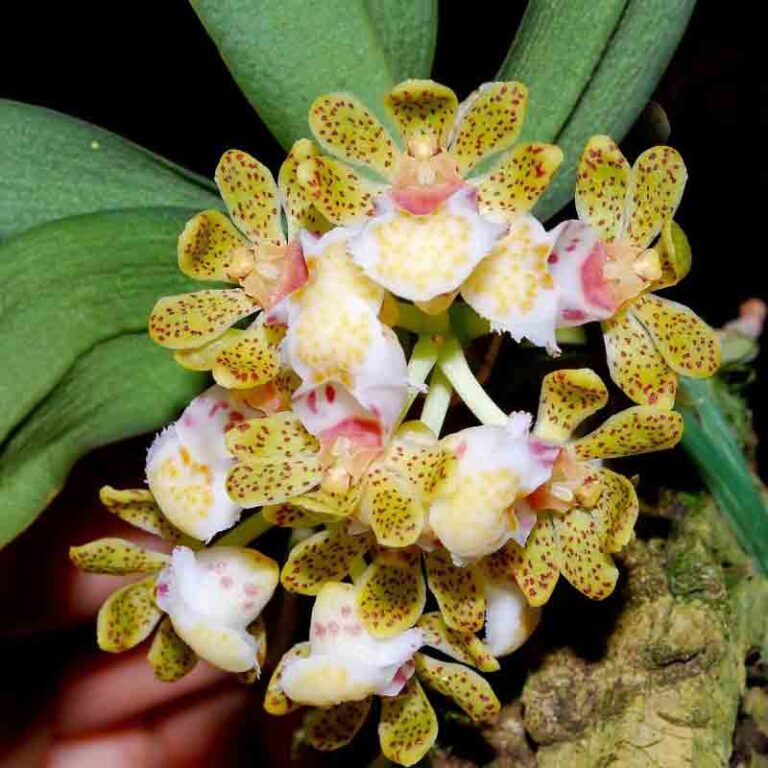 Real Gastrochilus orchid Plant | Ruperhat.com