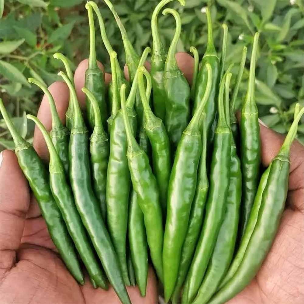 Green Long Chili Seeds 45 Pic