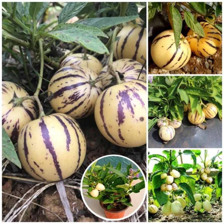 Pepino Melon Pear Seeds - 15+ | Ruperhat.com
