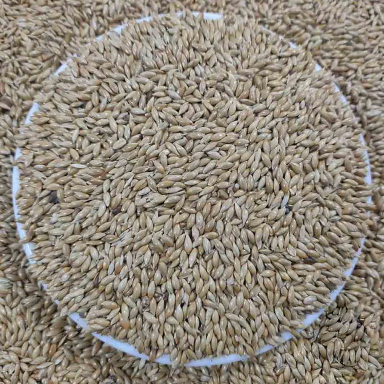 Natural Canary Seeds For Birds - 1kg | Ruperhat.com